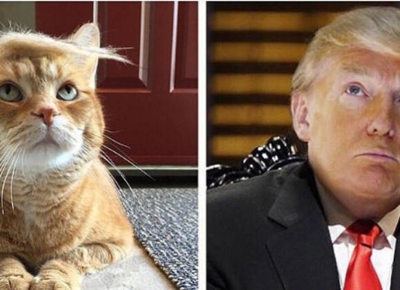 Ya ni los gatos quieren a Donald Trump