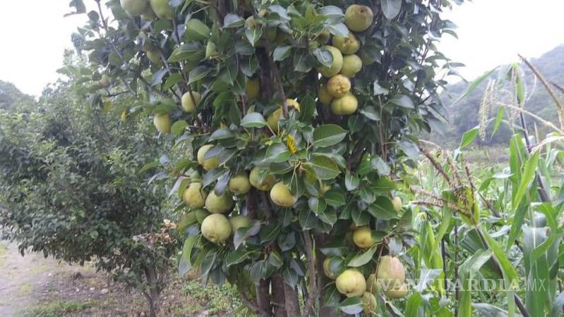 De cuando el perón era la joya de los huertos saltillenses