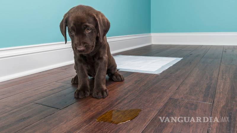 ¿Tienes mascotas en casa y limpias con cloro? Cuidado, puedes ...