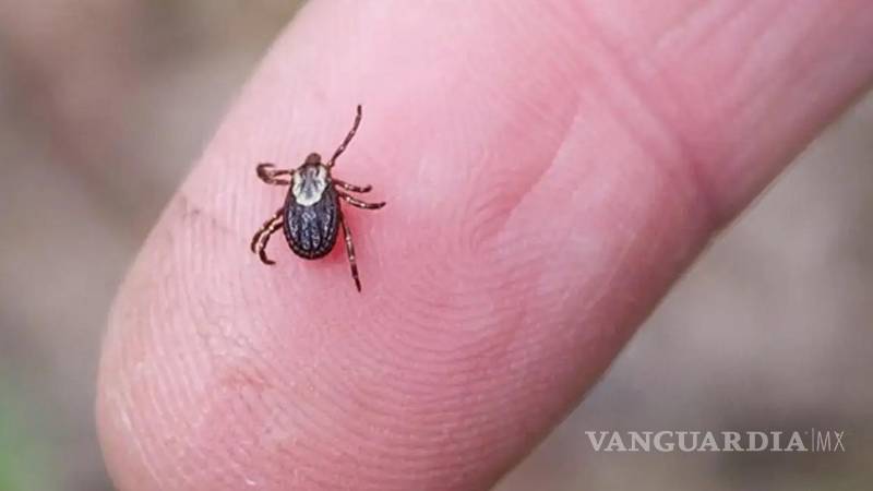 ¡Cuidado con las garrapatas!... Picaduras se triplican en hospitales de ...