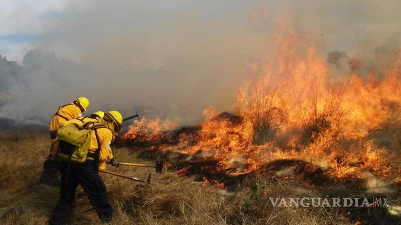 Existen 114 incendios forestales activos en México: y más de 38 mil ...
