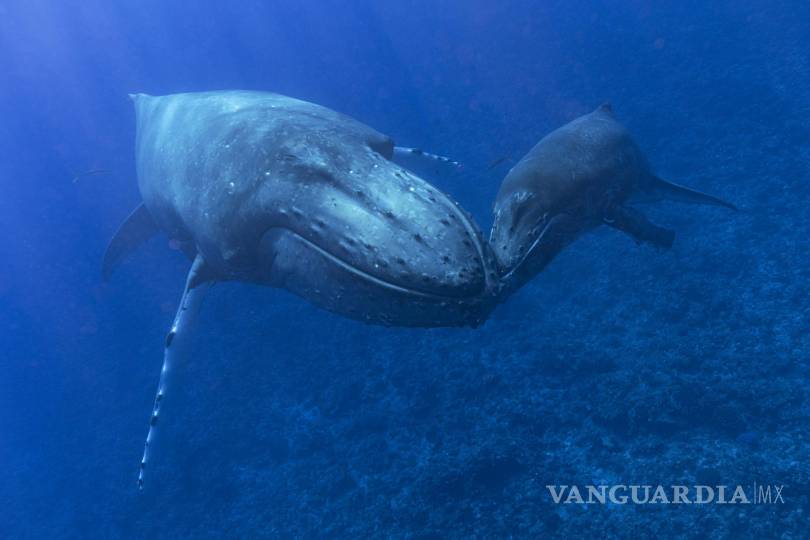 ¿Qué hace que canten las ballenas barbadas?, un equipo internacional de investigadores lo descubre