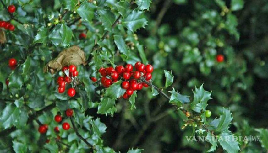 ¿Cuál es la verdadera tradición del muérdago en Navidad?
