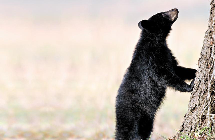 Expertos fabrican prótesis para oso mutilado en Yucatán
