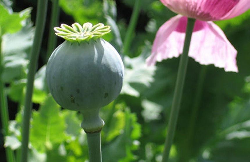 Tráfico de opio, el negocio más lucrativo de Iguala