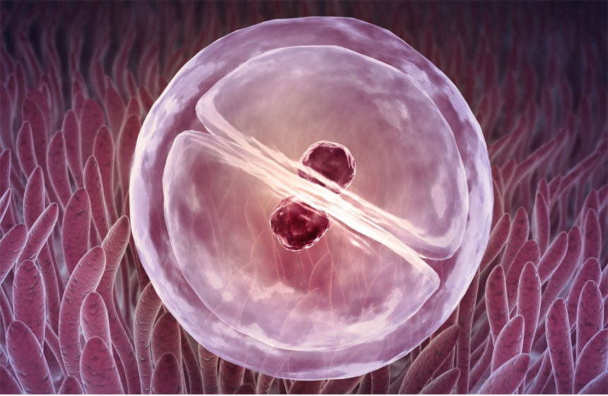 Pistas para identificar cuál es el embrión perfecto