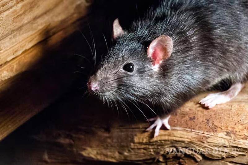 ¿Ratas en tu hogar?... cuál es la mejor forma de eliminarlas