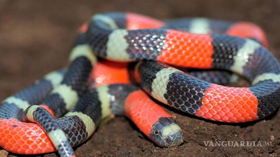 Si los ves ¡cuidado!... estos son los 5 animales más venenosos de ...