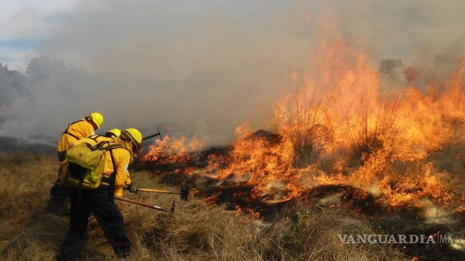Existen 114 incendios forestales activos en México: y más de 38 mil ...