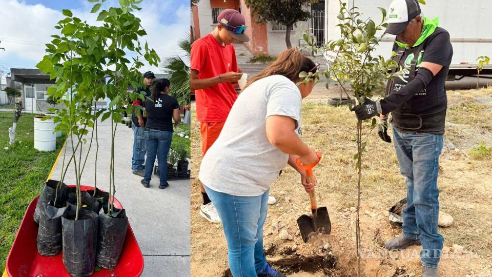 Supera Saltillo meta de reforestación con más de 11 mil árboles y ...