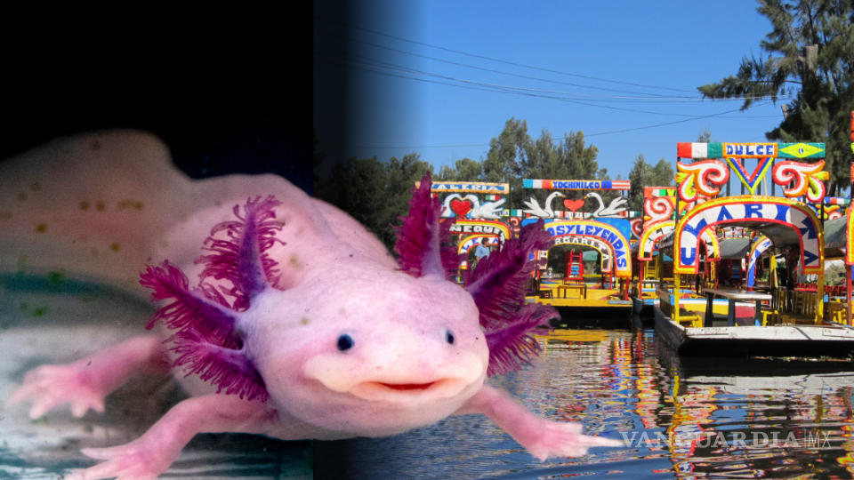 Ajolotes en peligro de extinción: UNAM alerta sobre la posible ...