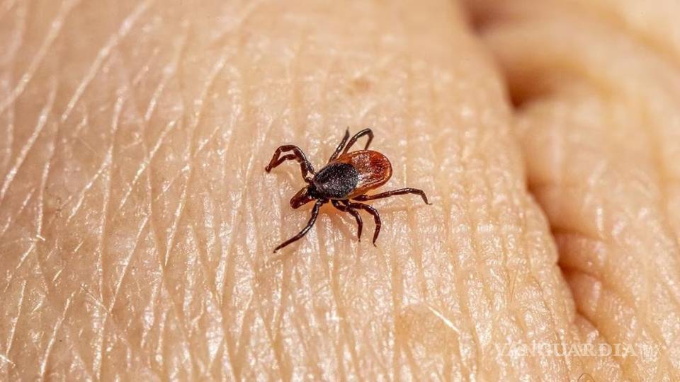 Garrapatas en casa... ¿qué hacer si encuentras una y cómo evitar estos ...