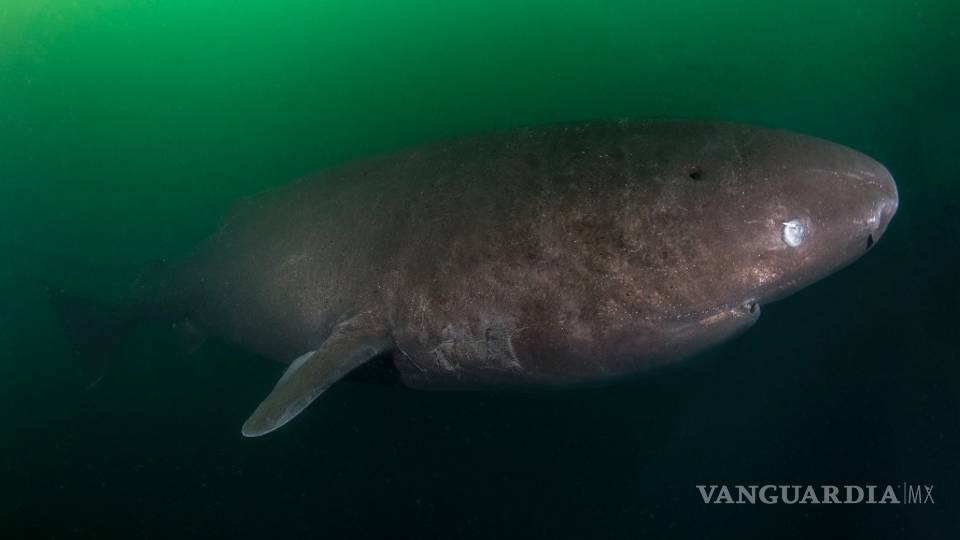 Por primera vez logran captar la velocidad de nado del tiburón dormilón ...