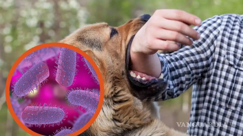 ¿Qué pasa si te muerde un perro con rabia?... qué tan grave es y qué medidas debo tomar