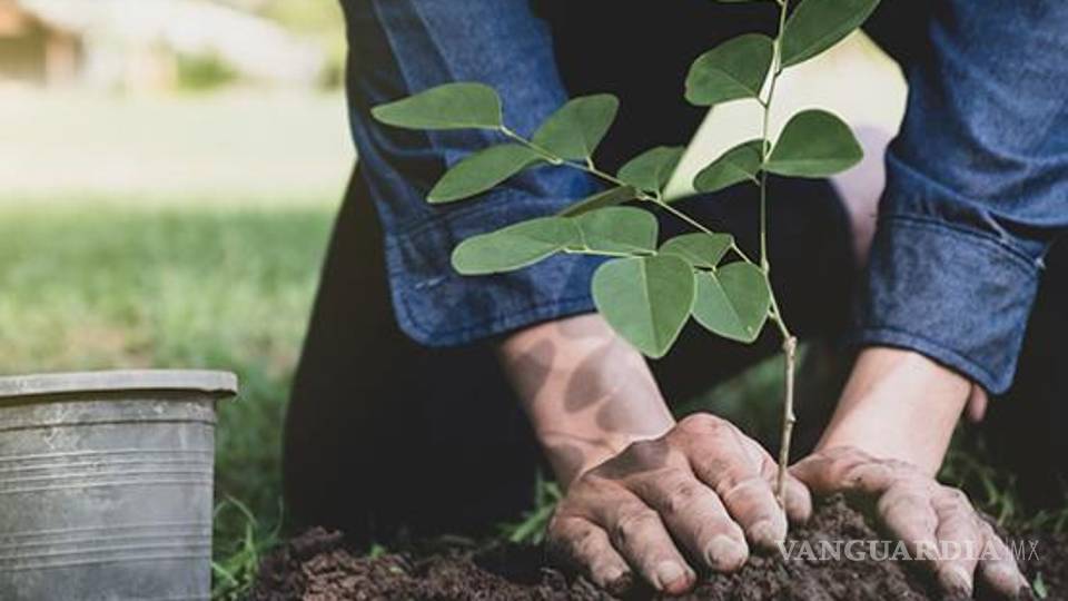 ¿Qué es y por qué es importante la reforestación?