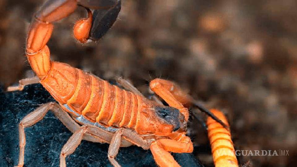 Veneno de escorpión azul: Una esperanza contra el cáncer
