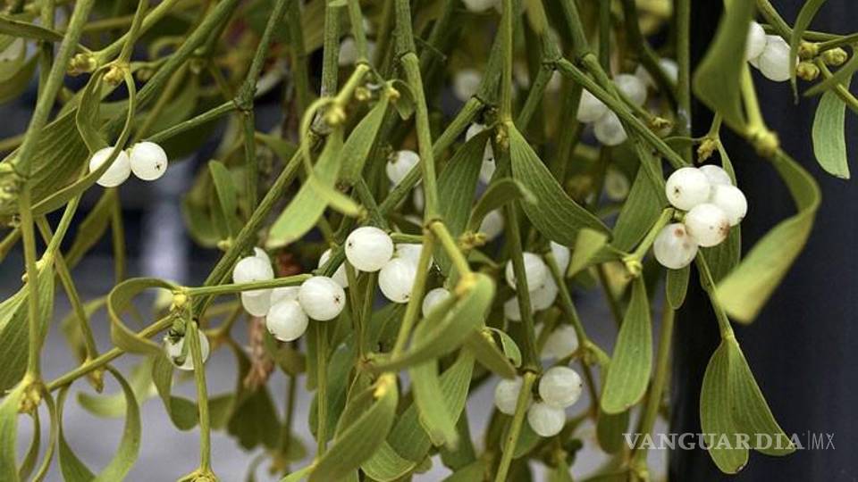 ¿Cuál es la verdadera tradición del muérdago en Navidad?