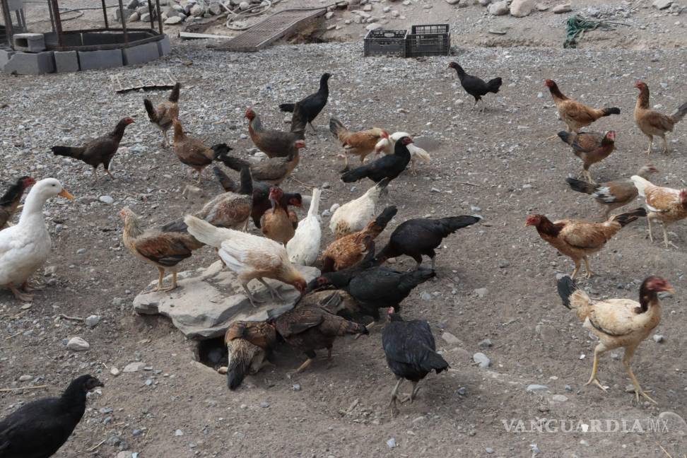 ¿Criadero de gallinas en casa? Saltillenses recurren a esta práctica ...