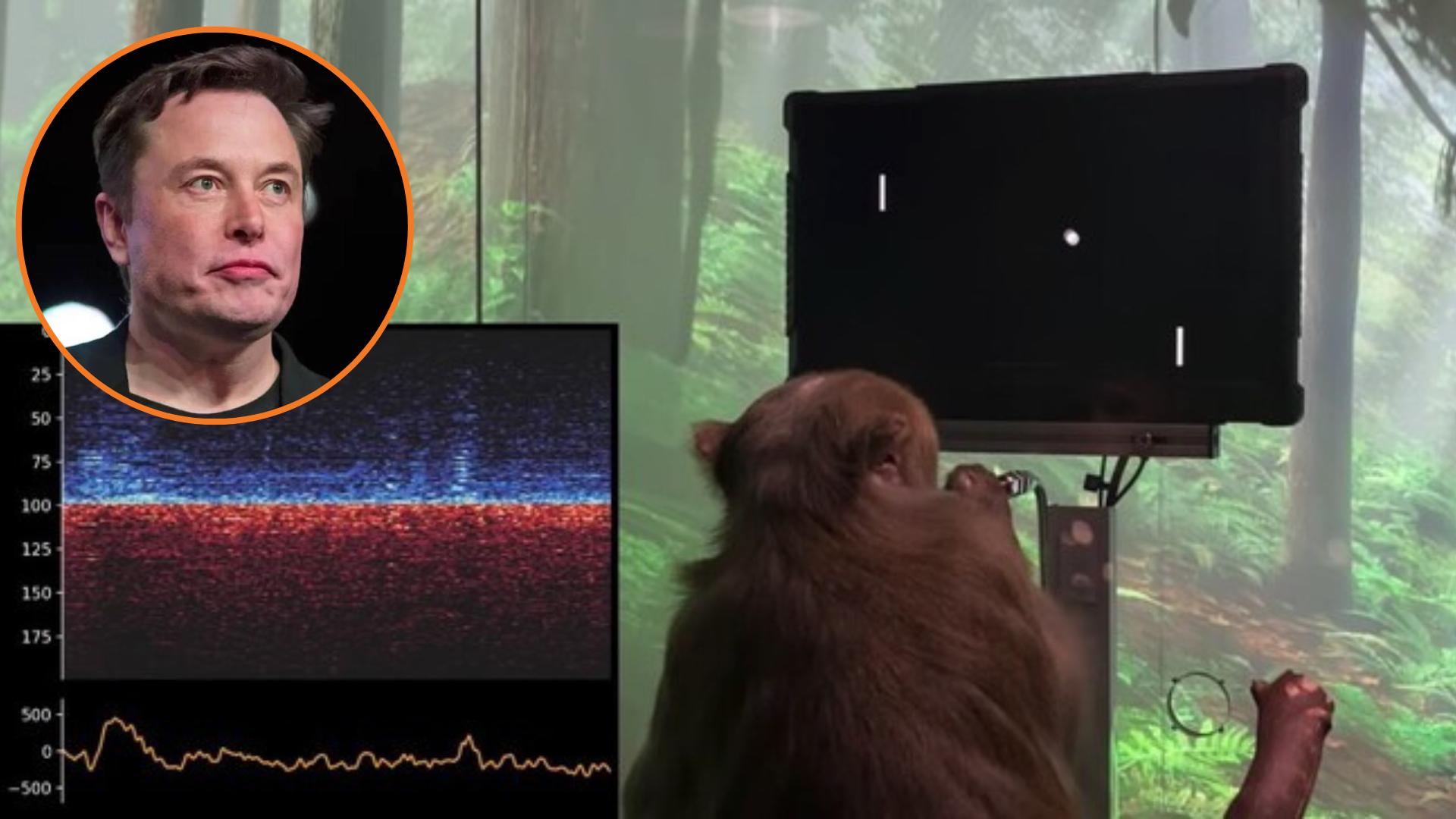 Investigan maltrato animal en Neuralink y amenazas de Elon Musk a sus ...